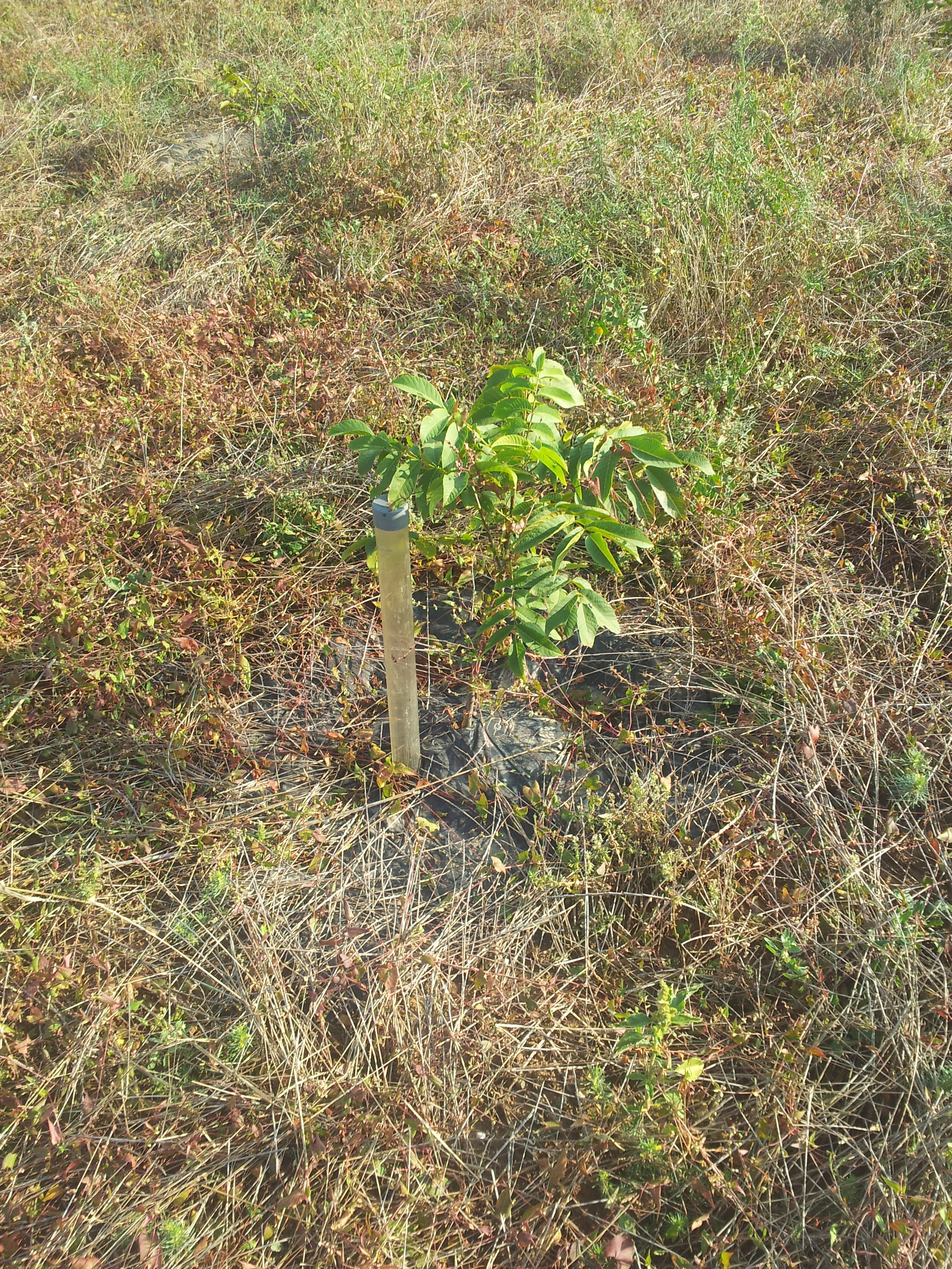 Forest landscape restoration experiences in southern Europe ...