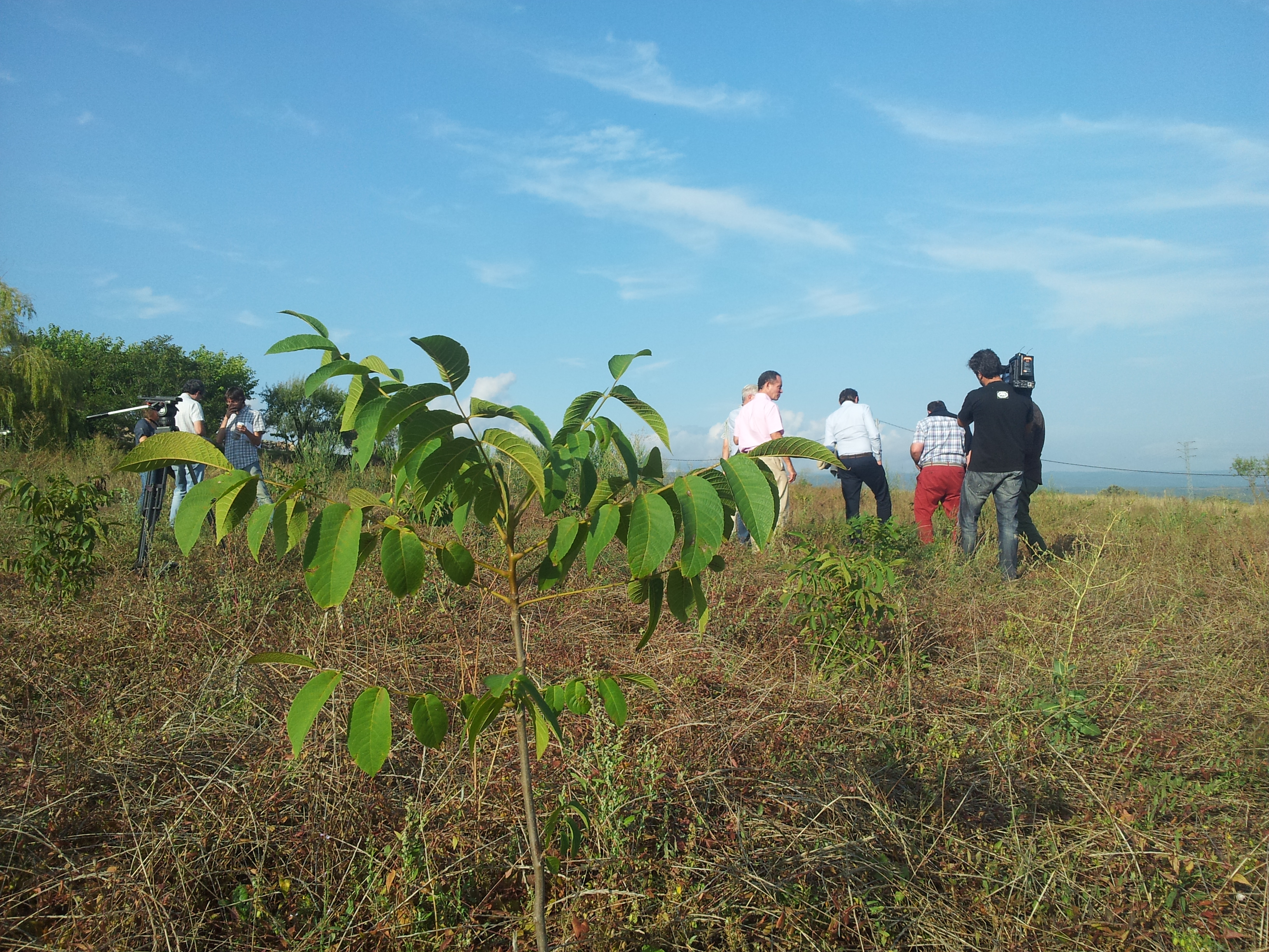 Forest landscape restoration experiences in southern Europe ...