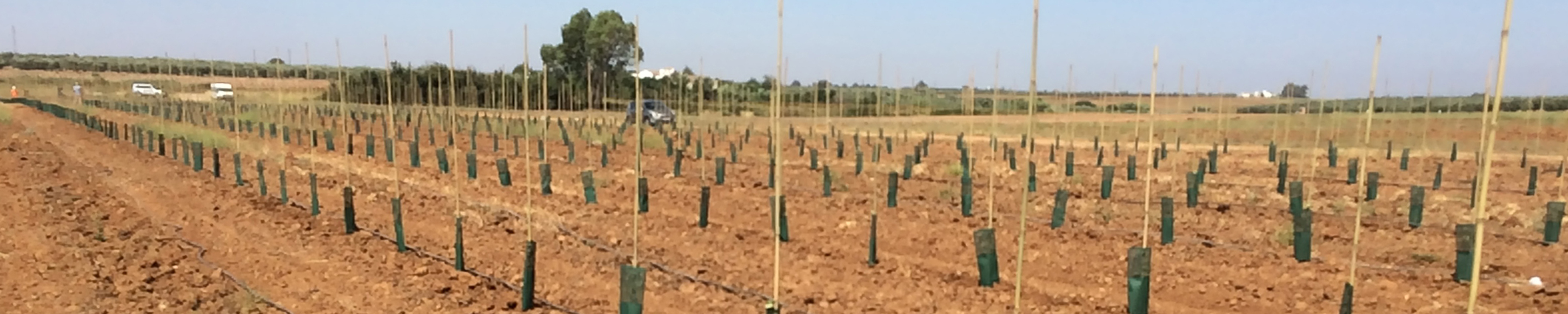 Tree & Shrub Planting | Terracottem