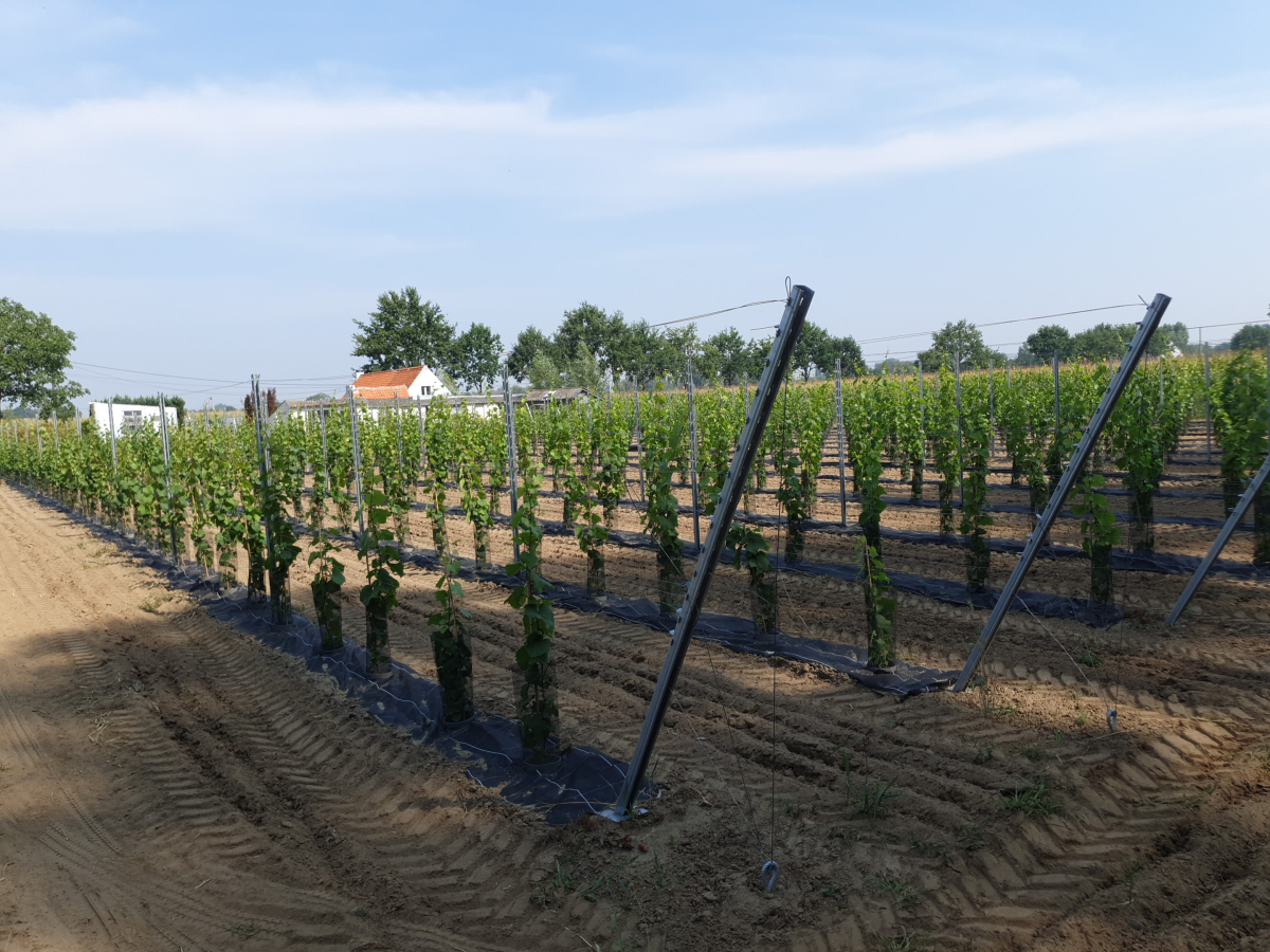 Aanplanting van wijnranken met TerraCottem Universal | Terracottem