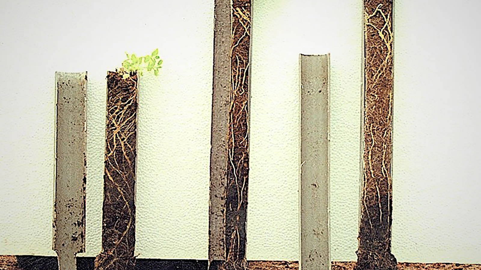 An interesting experiment on tree saplings by Prof. Dr. Willem Van ...