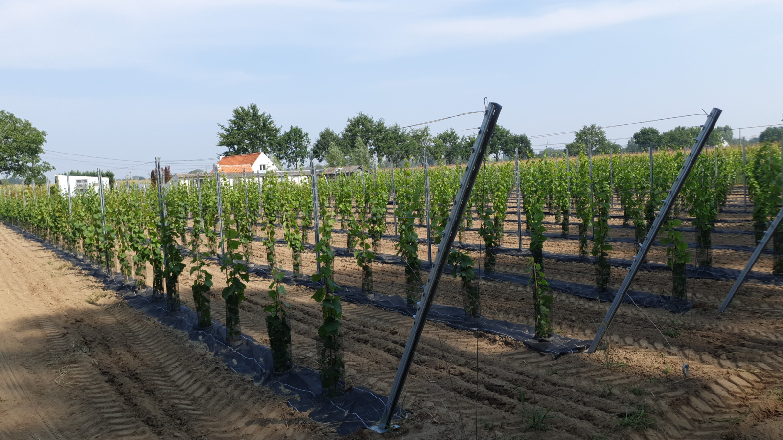Plantation de vignes avec TerraCottem Universal | Terracottem