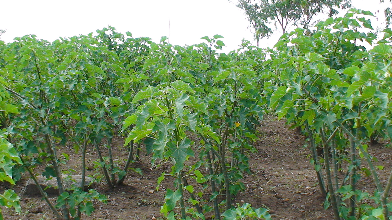 Horticulture / Agriculture | Terracottem